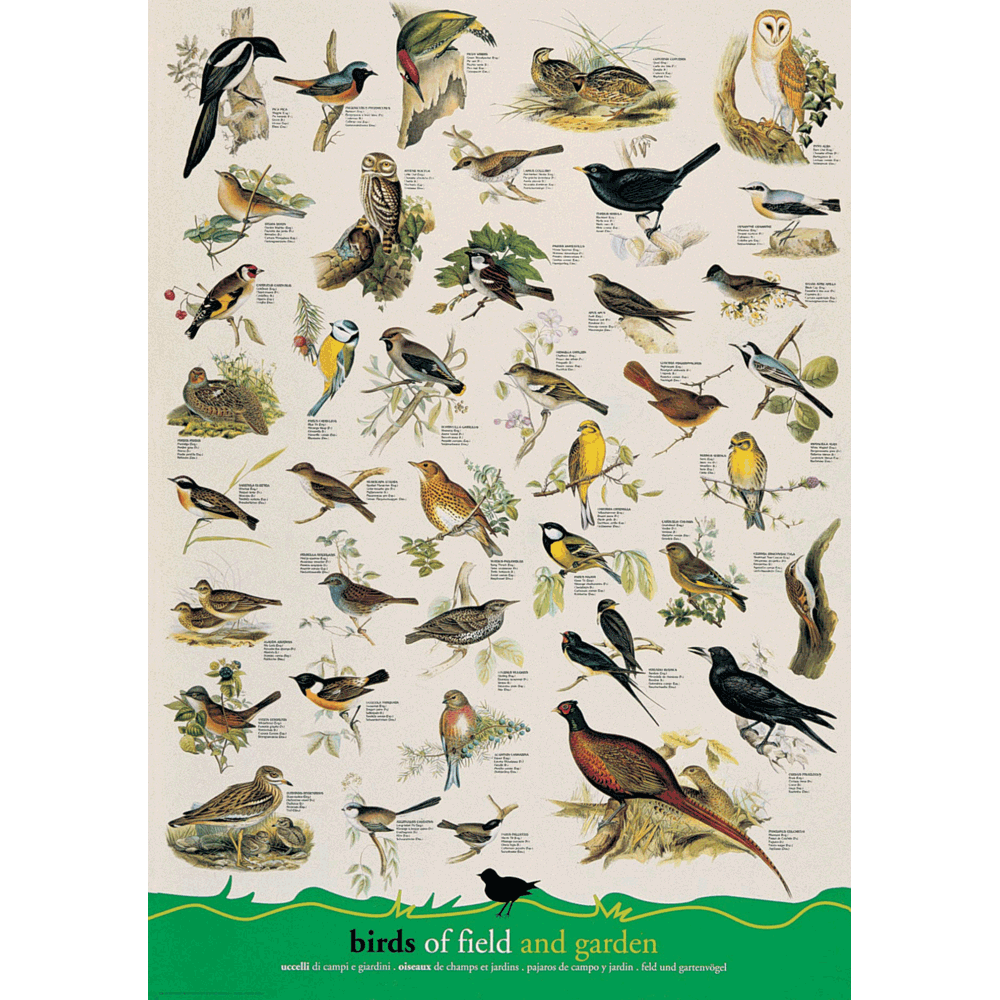 Birds of Field and Garden Poster | Eurographics – MightyToy
